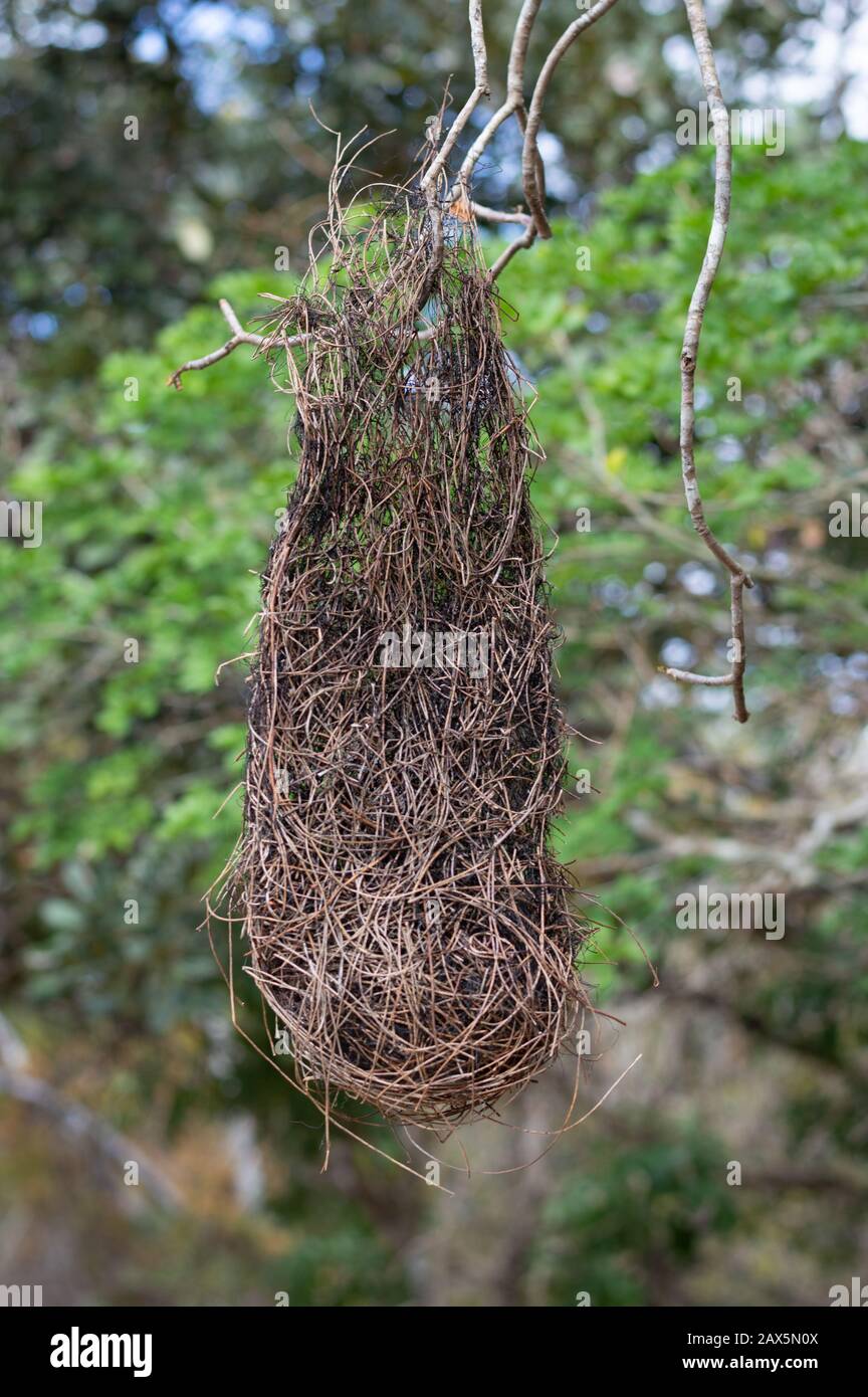 Oriole nest, Yucatan, Mexico Stock Photo - Alamy