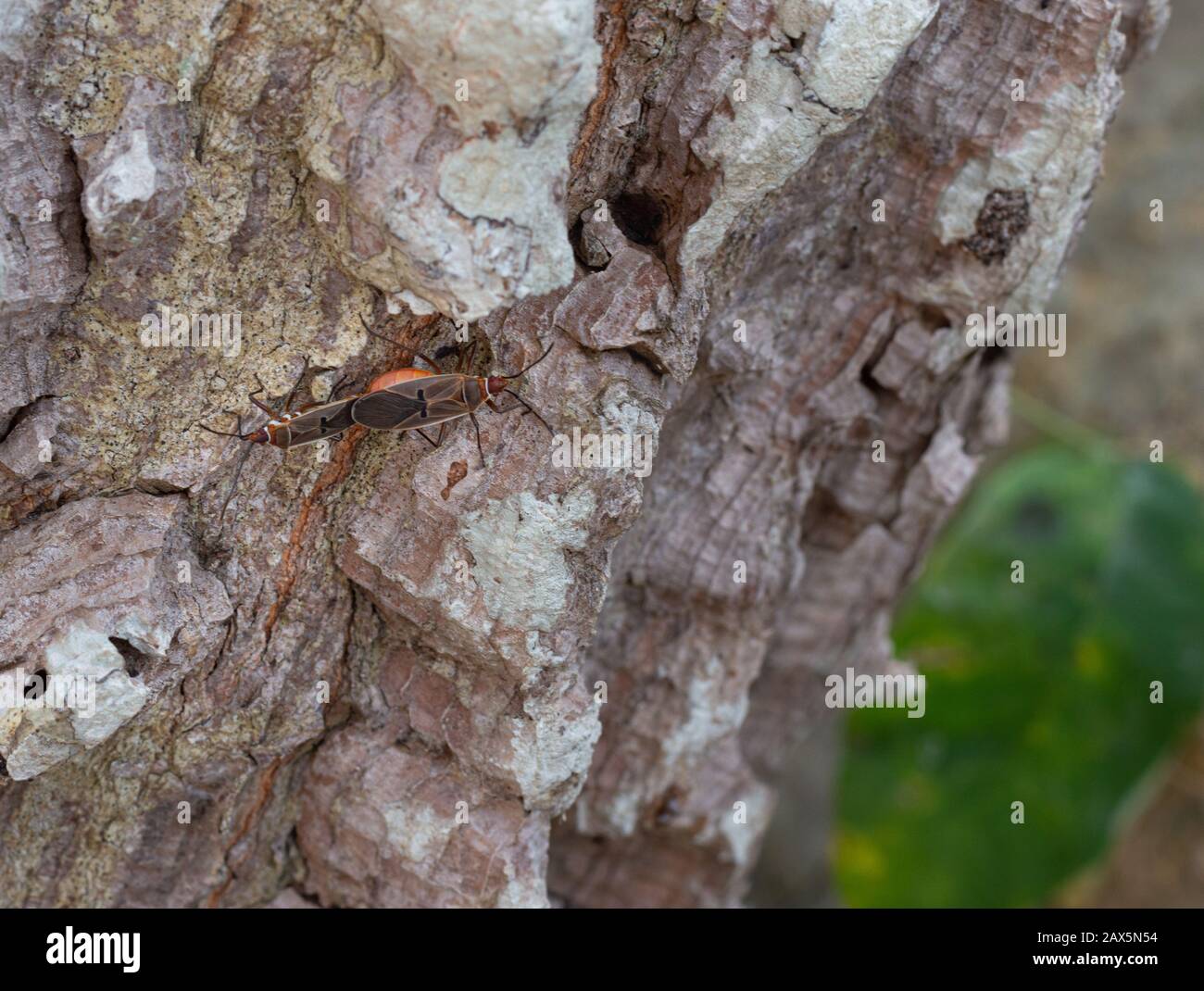 Cotton stainer bugs mating. Yucatan, Mexico Stock Photo - Alamy