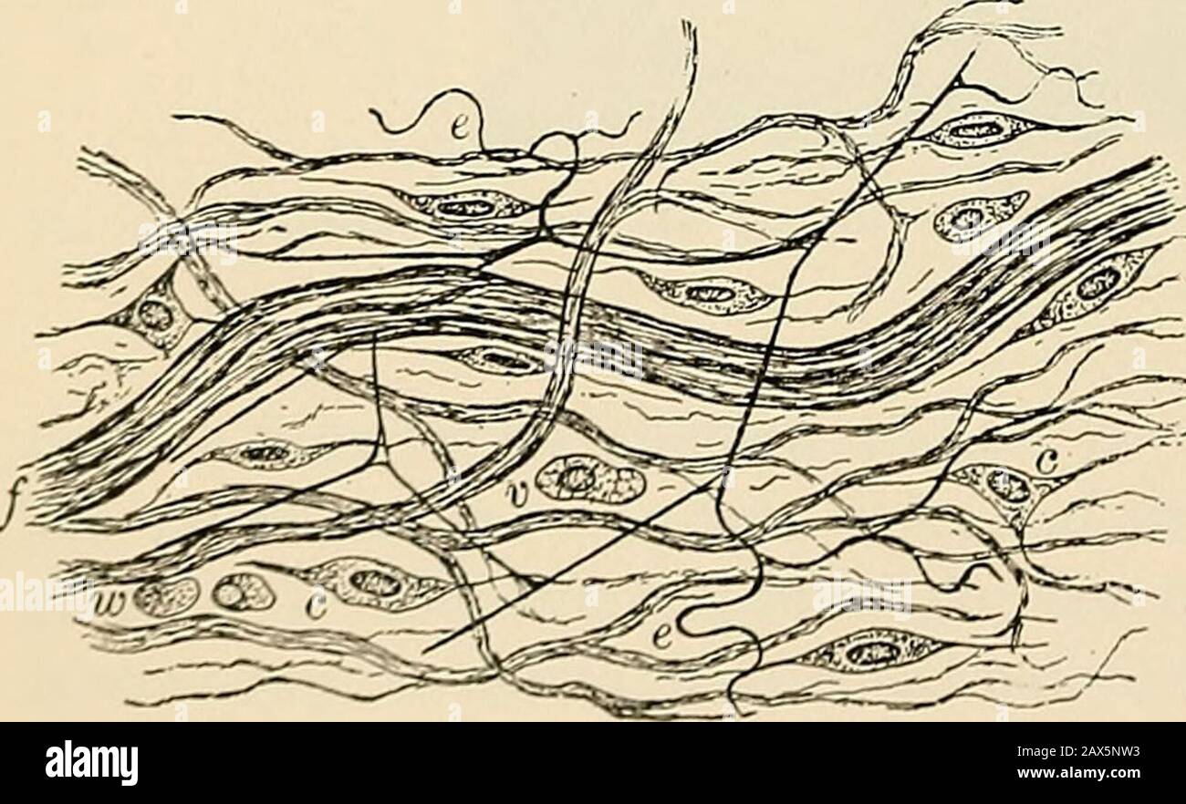 Cicatrization hi-res stock photography and images - Alamy