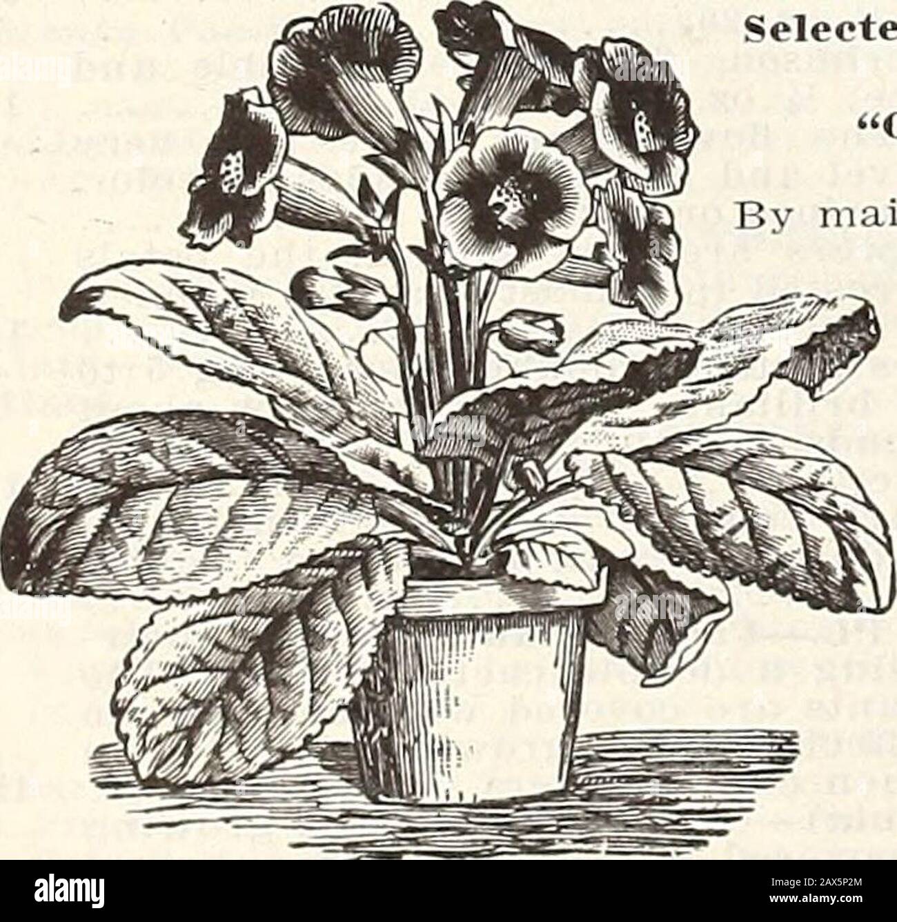 Trumpet shaped flowers in shades of red hi-res stock photography and ...