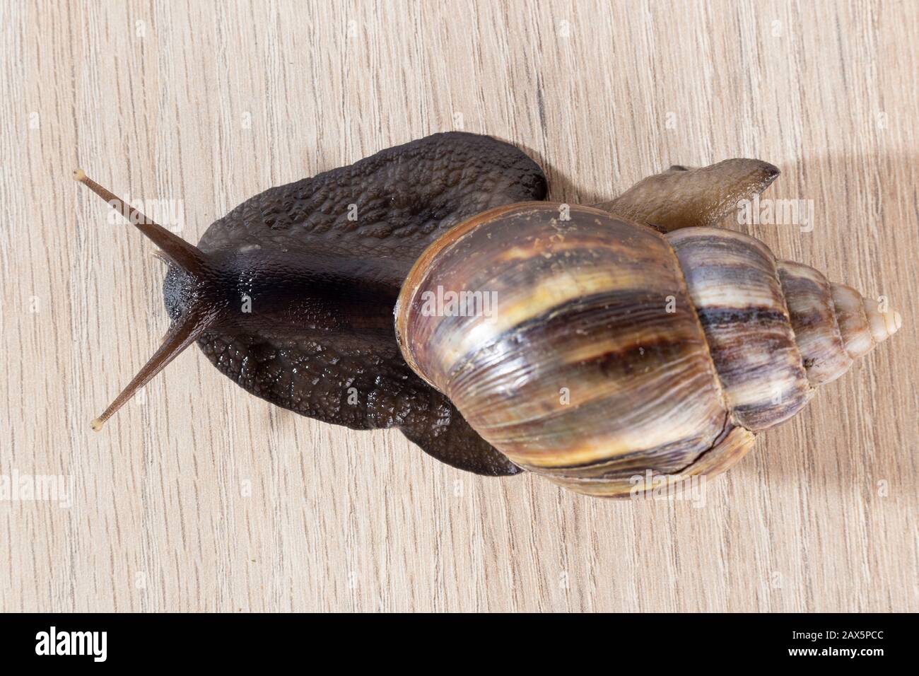giant african snail sliding on the table Stock Photo - Alamy