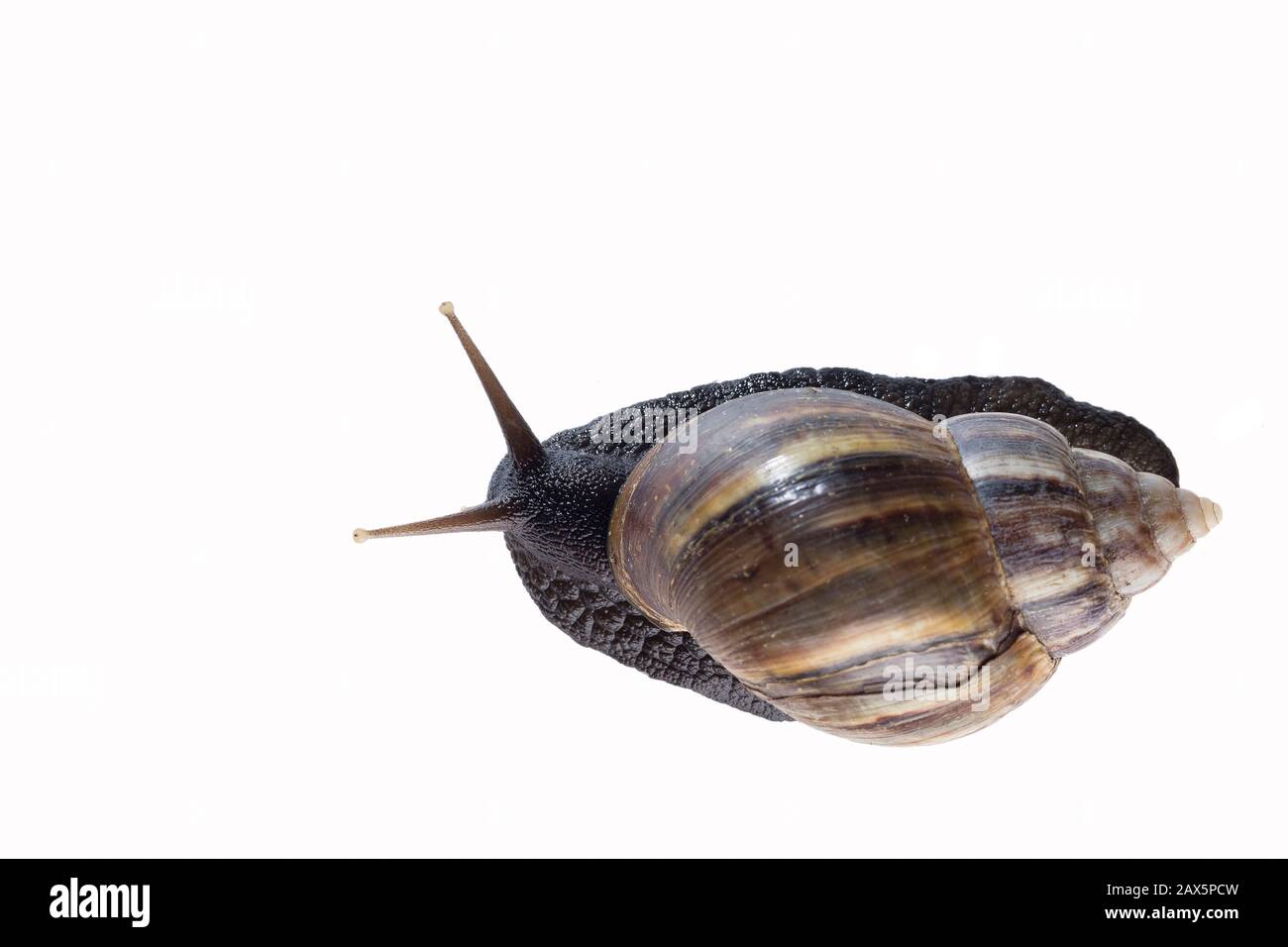East african giant snail hi-res stock photography and images - Alamy