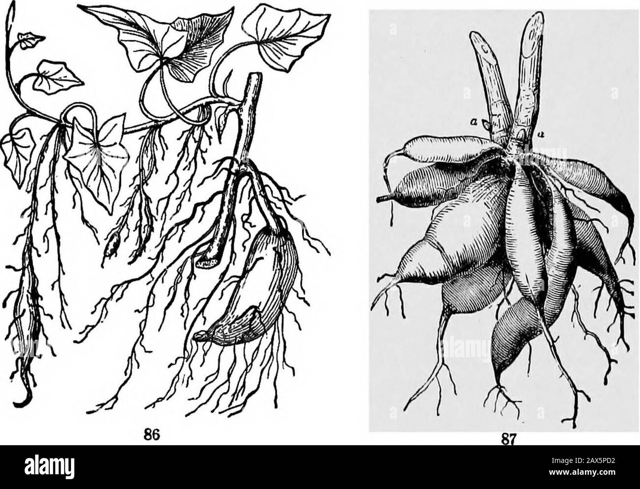 Roots 73 hi-res stock photography and images - Alamy