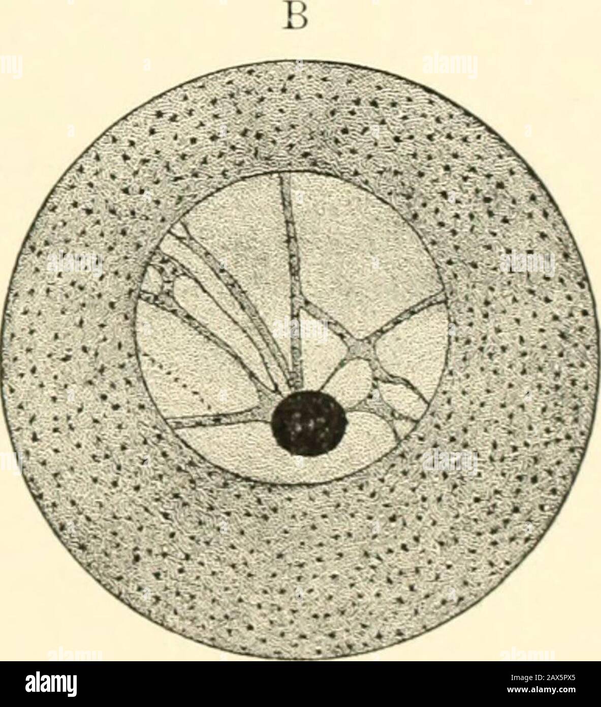 A textbook of obstetrics . Fig. 55. — A, Mature ovum of echinus : n ...