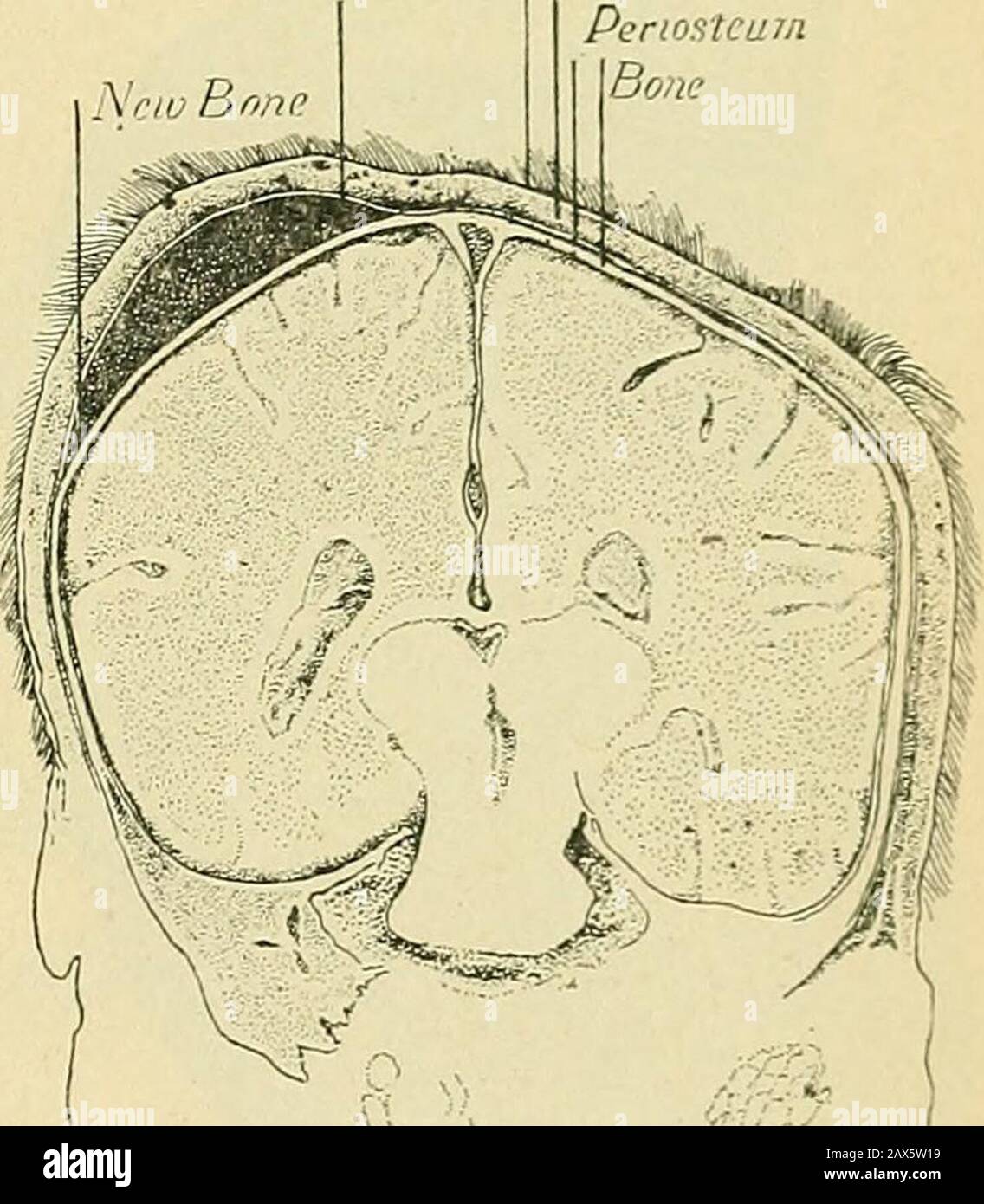 The practice of obstetrics, designed for the use of students and ...