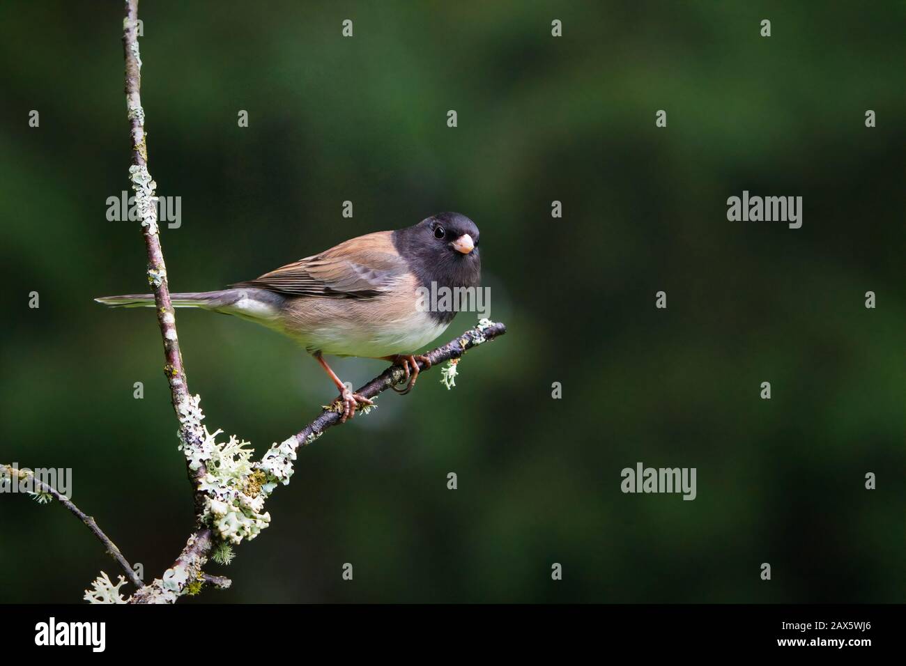 Male dark eyed junco hi-res stock photography and images - Alamy