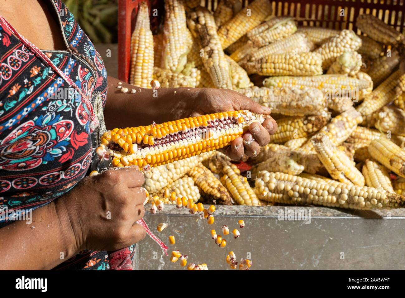 Shelling corn hi-res stock photography and images - Alamy