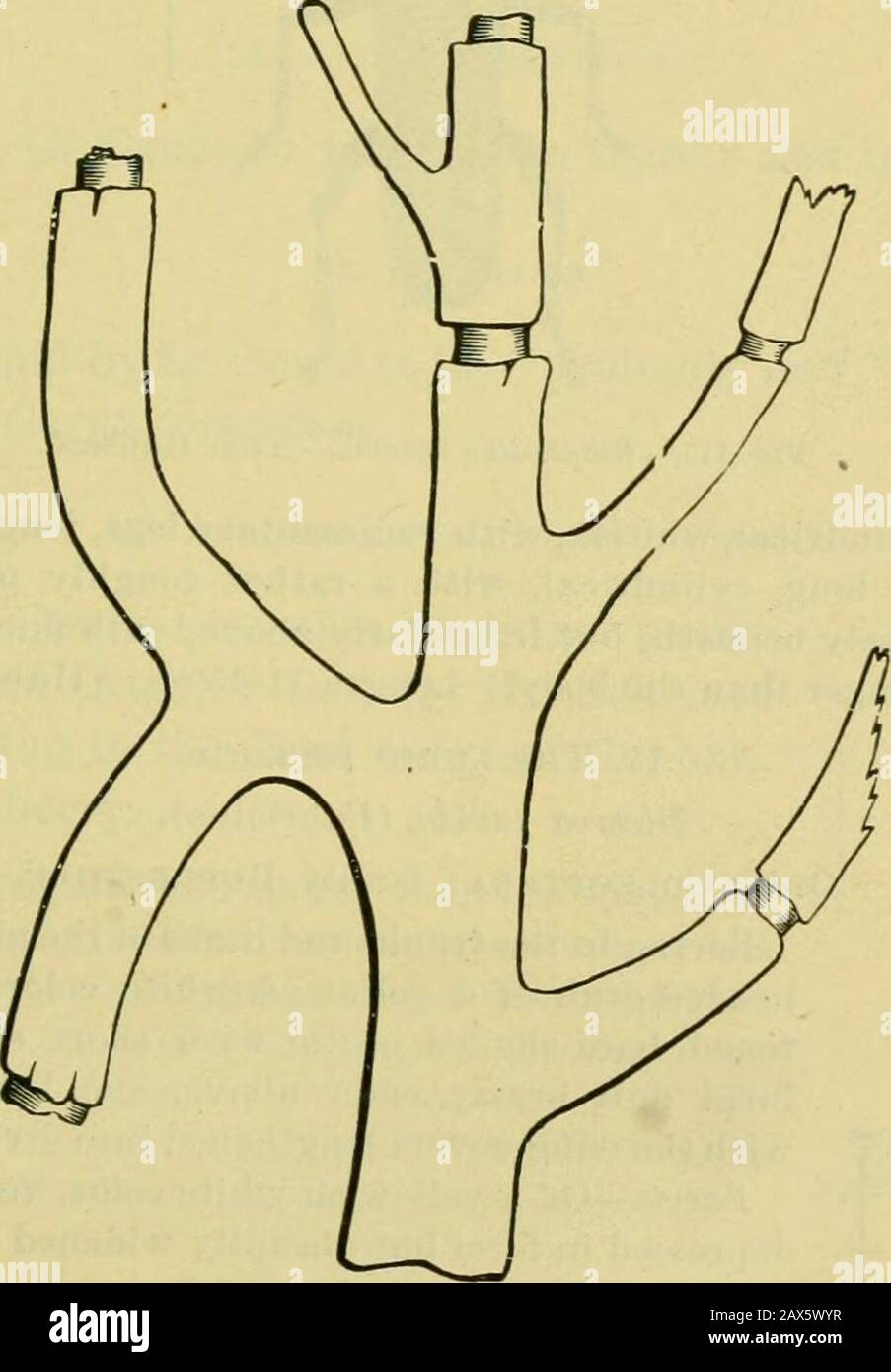 Twig girdler hi-res stock photography and images - Alamy