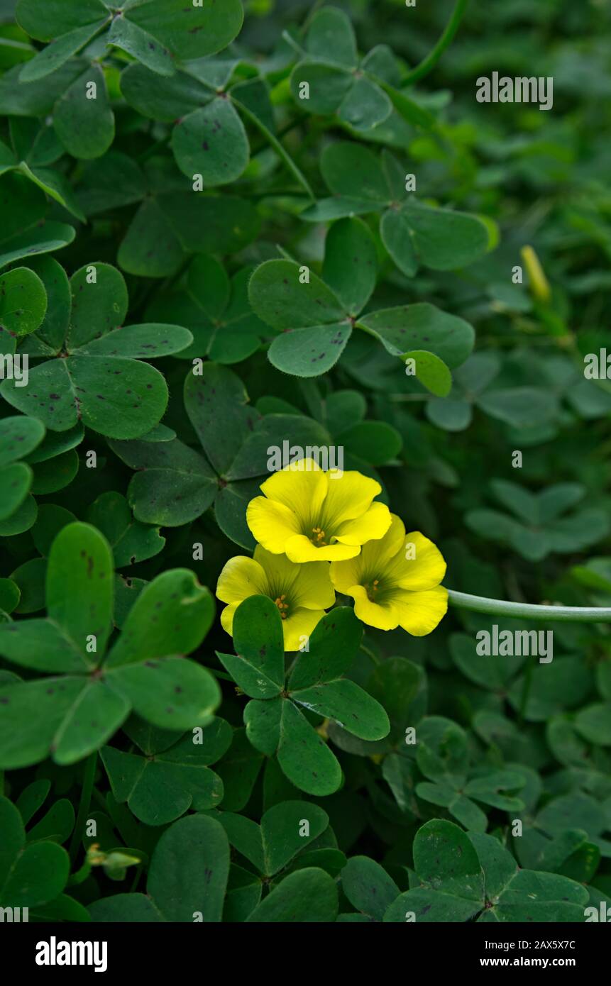 Bermuda buttercup (Oxalis pes-caprae) yellow flower Stock Photo - Alamy