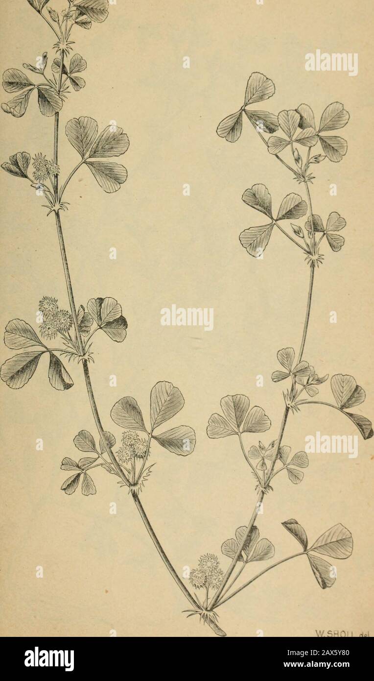 The agricultural grasses and forage plants of the United States; and ...