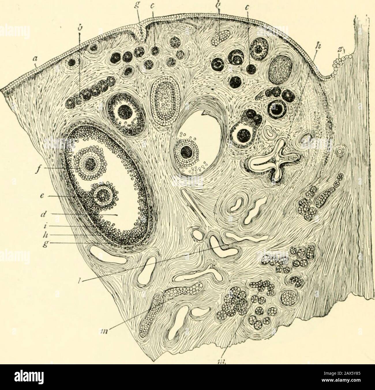 A textbook of obstetrics . fimbriated extremity is connected with the ...