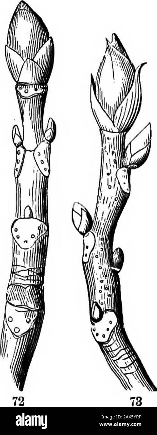 Terminal buds Black and White Stock Photos & Images - Alamy