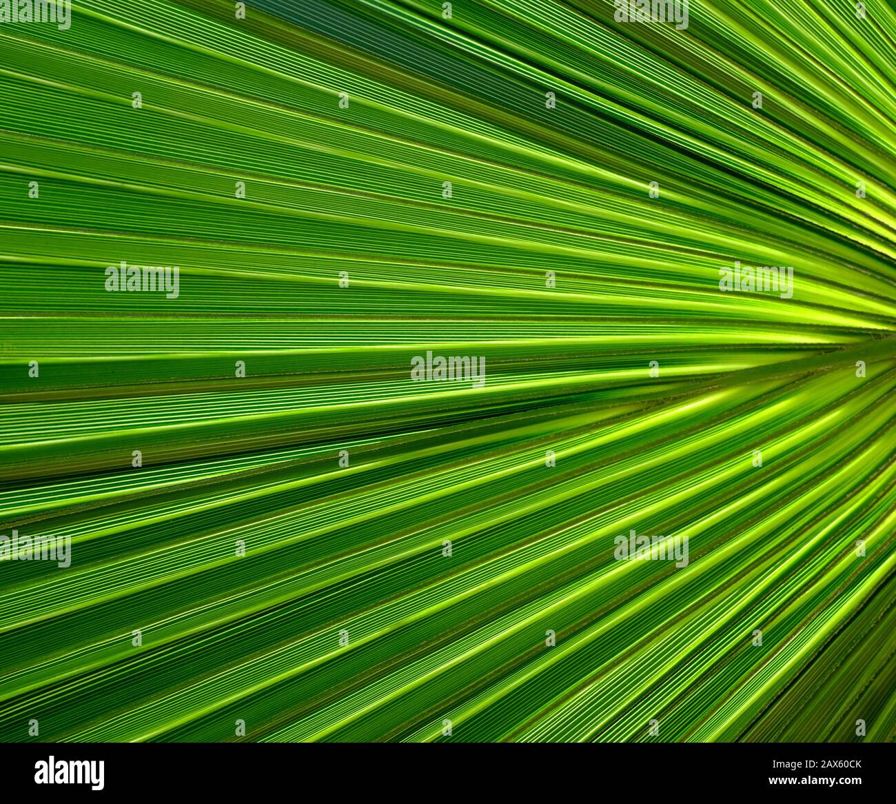 Radial leaf hi-res stock photography and images - Alamy