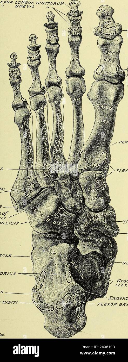 Practical human anatomy [electronic resource] : a working-guide for ...