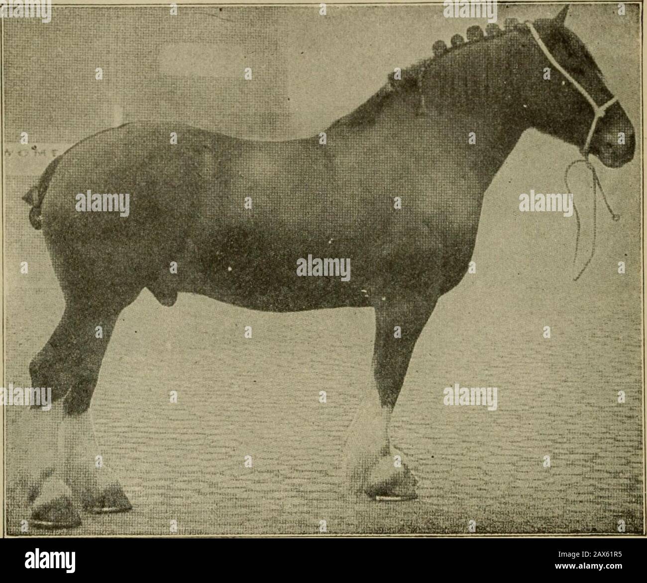 Highand Cattle High Resolution Stock Photography and Images - Alamy