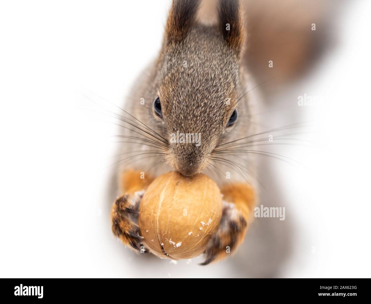 A squirrel sits with a walnut on an isolated white background. Squirrel ...