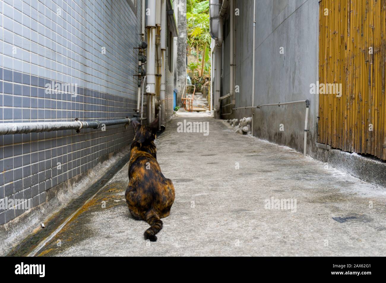 Empty street cat hi-res stock photography and images - Alamy