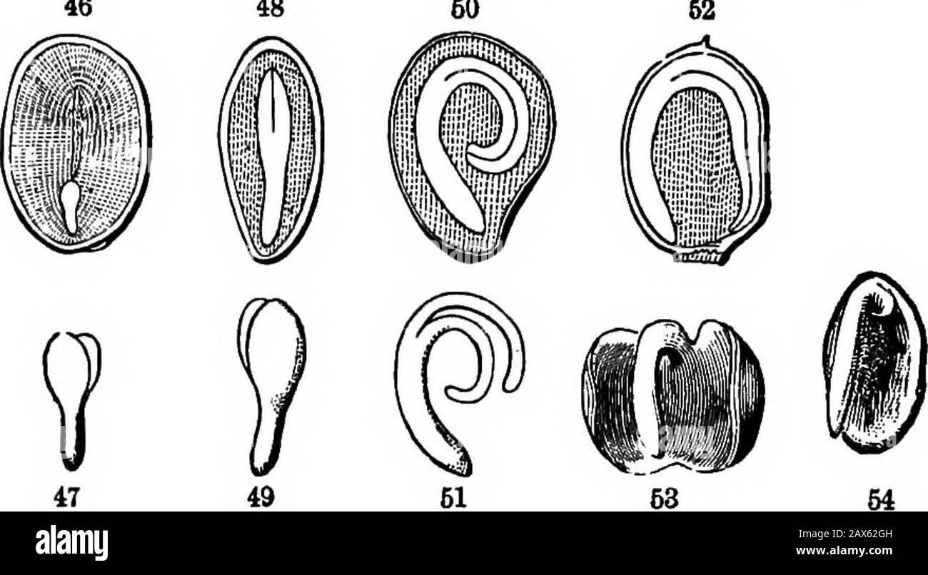 Cotyledon Leaf Black and White Stock Photos & Images - Alamy