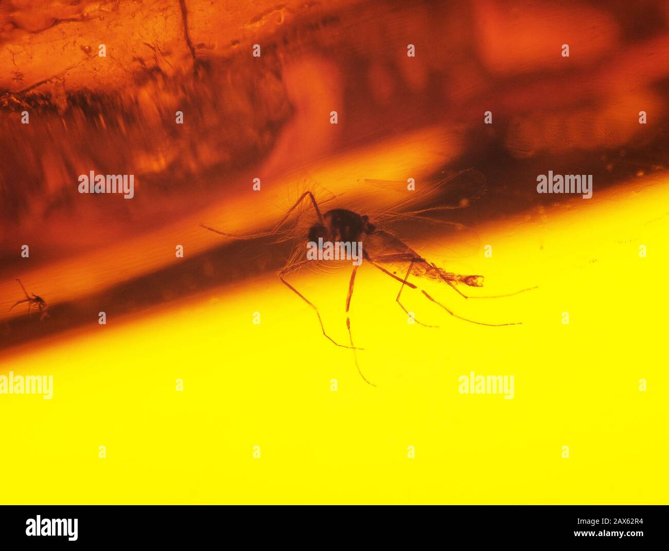 Chironomid fossil hi-res stock photography and images - Alamy