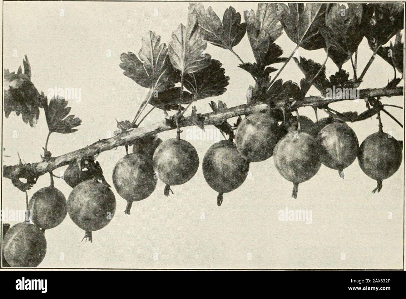 Garden rank with weeds hi-res stock photography and images - Alamy