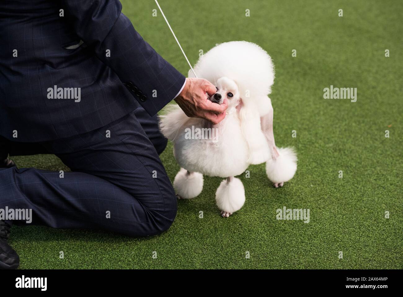 Toy poodle with handler hi-res stock photography and images - Alamy
