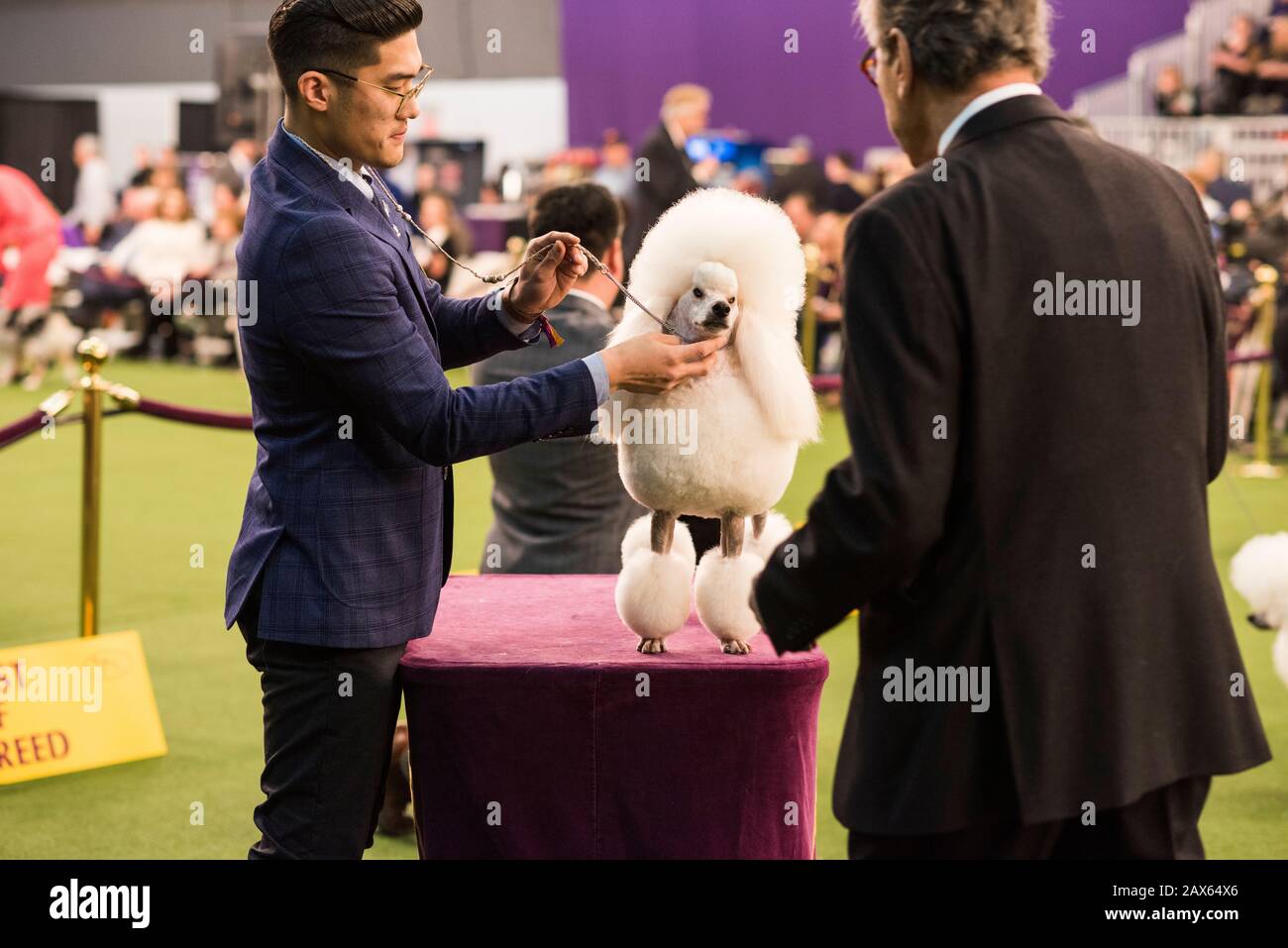 New York City, USA - February 9, 2020: Handler presenting his Poodle to ...