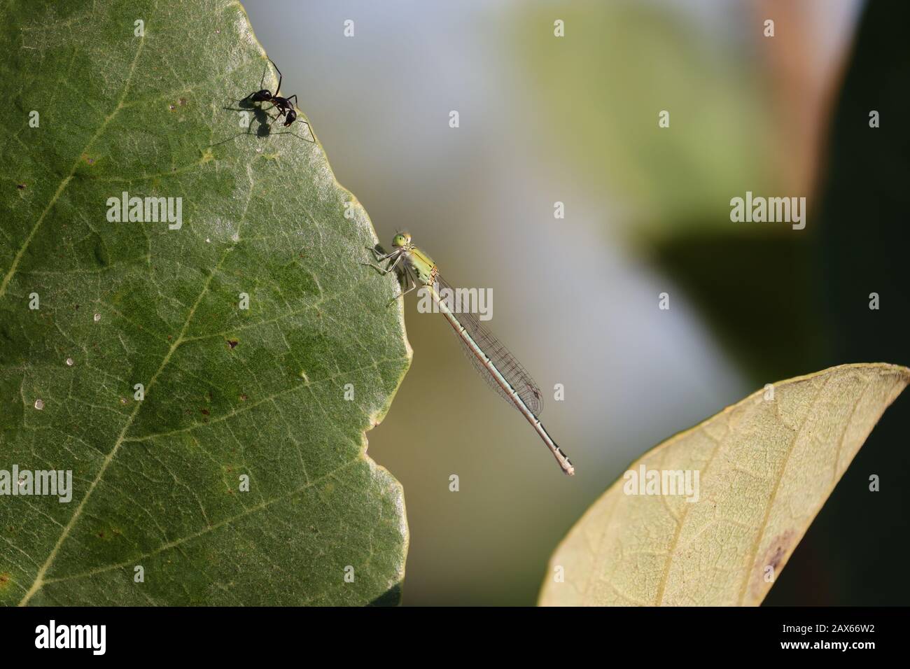 close up shot of a black big antenna( ant) insect face to face a green ...