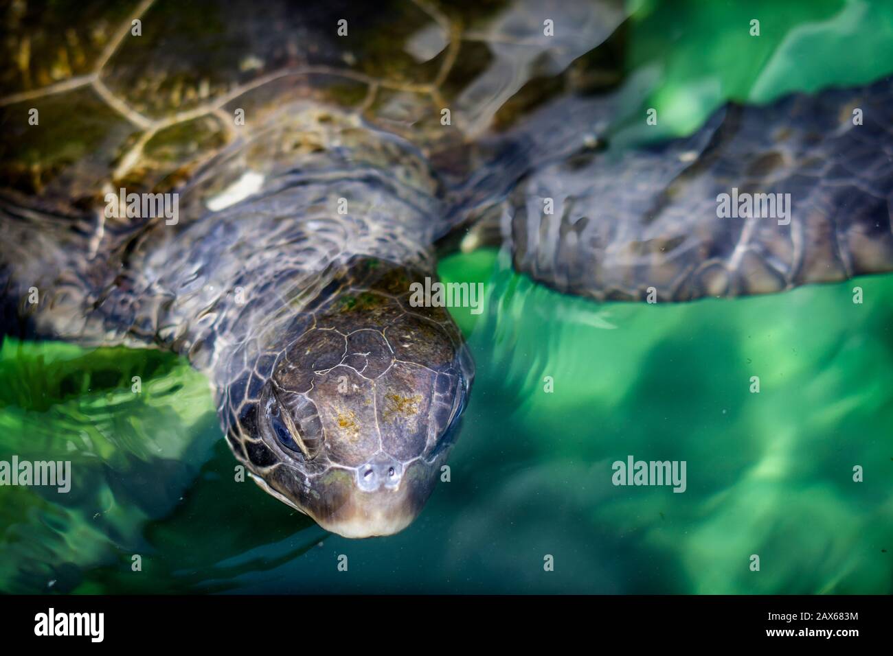 Marine algae species hi-res stock photography and images - Alamy