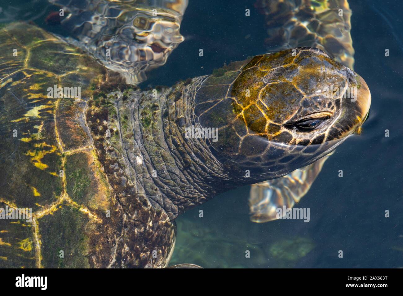 Algae wildlife hi-res stock photography and images - Alamy