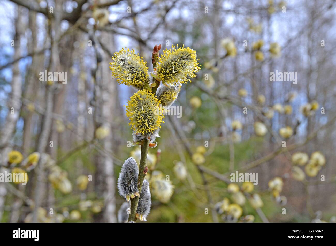 Osier flower hi-res stock photography and images - Alamy