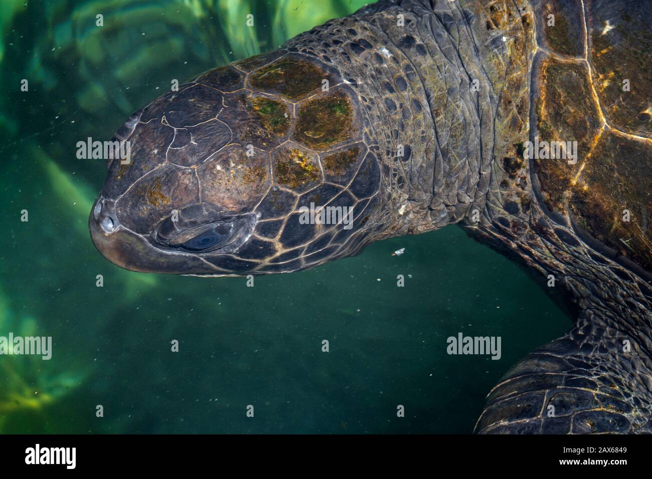 Algae covered turtle hi-res stock photography and images - Alamy