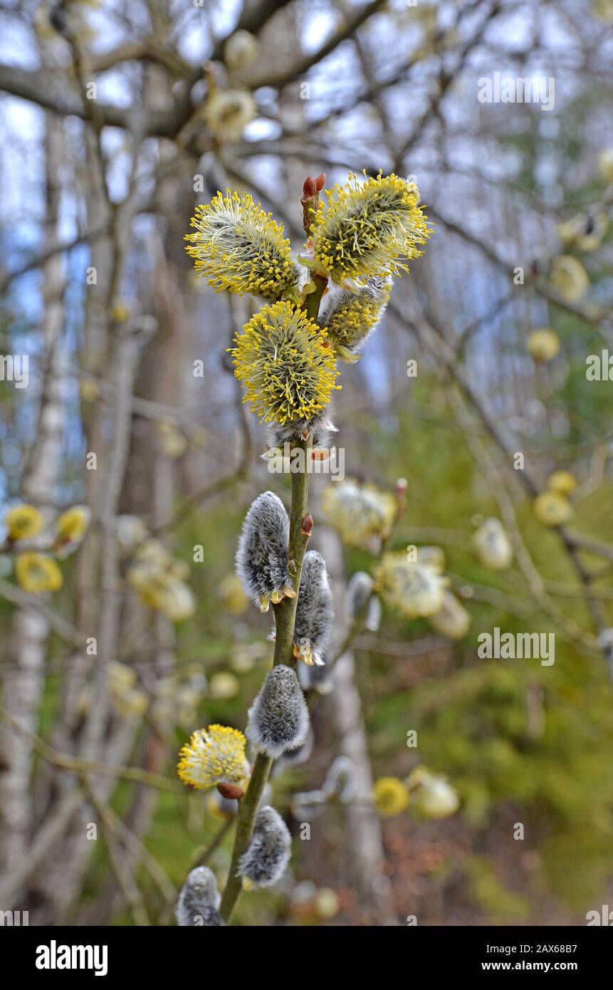 Osier willow puddle bud burgeon gemma buttons on bush tree branch ...