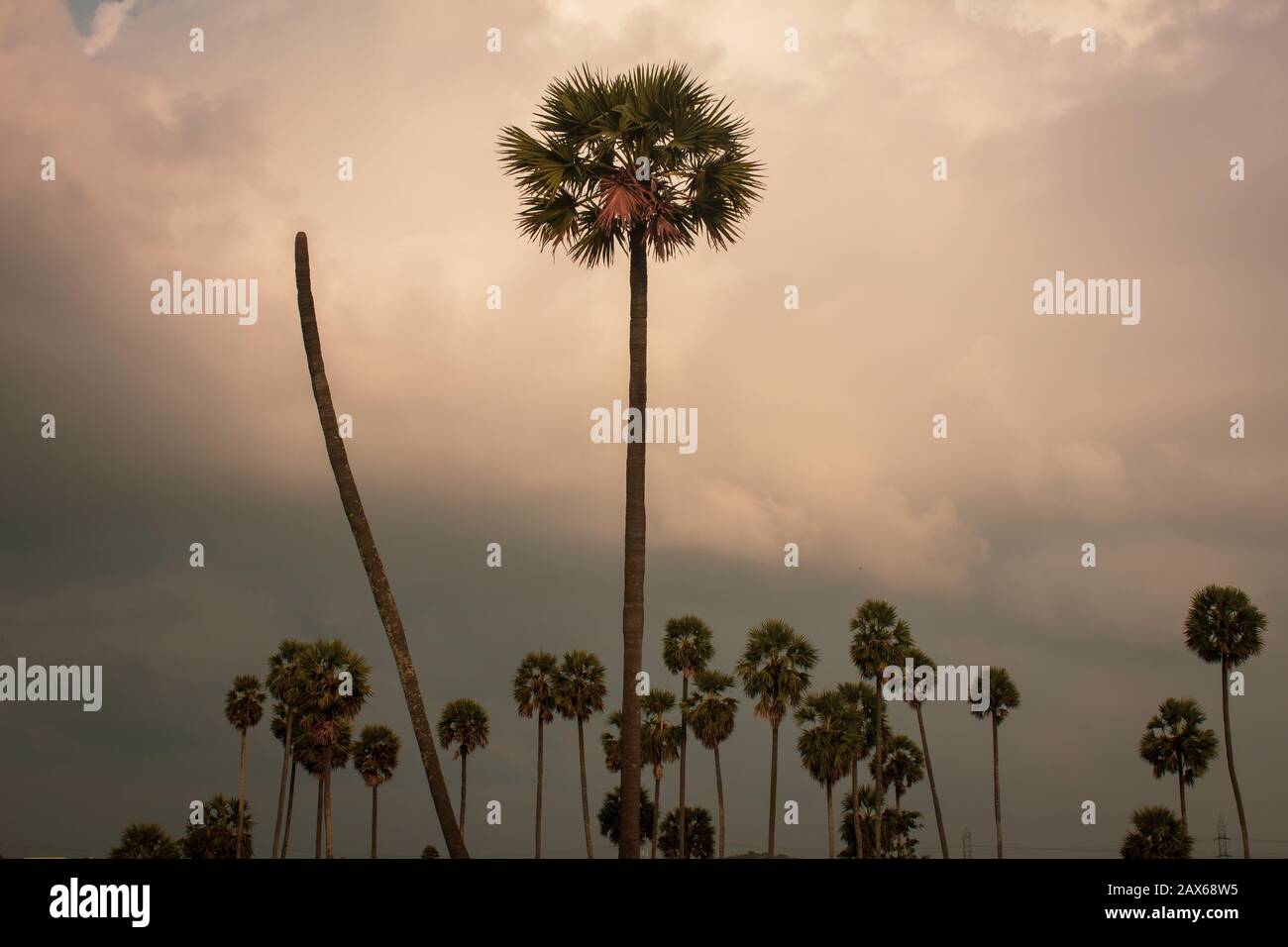 Group of palmyra palm trees with stormy clouds background in rural area ...