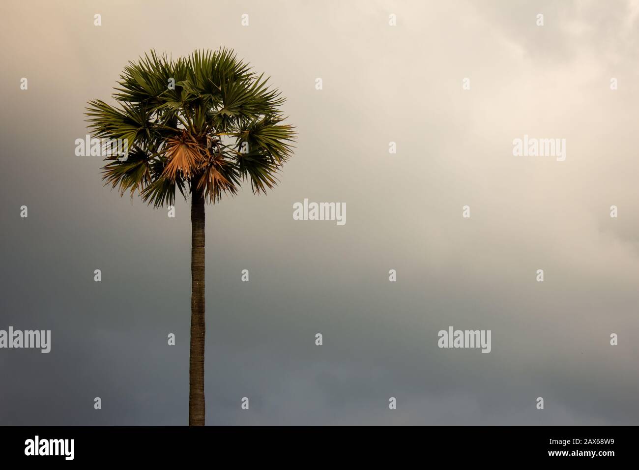 Palmyra palm tree hi-res stock photography and images - Alamy