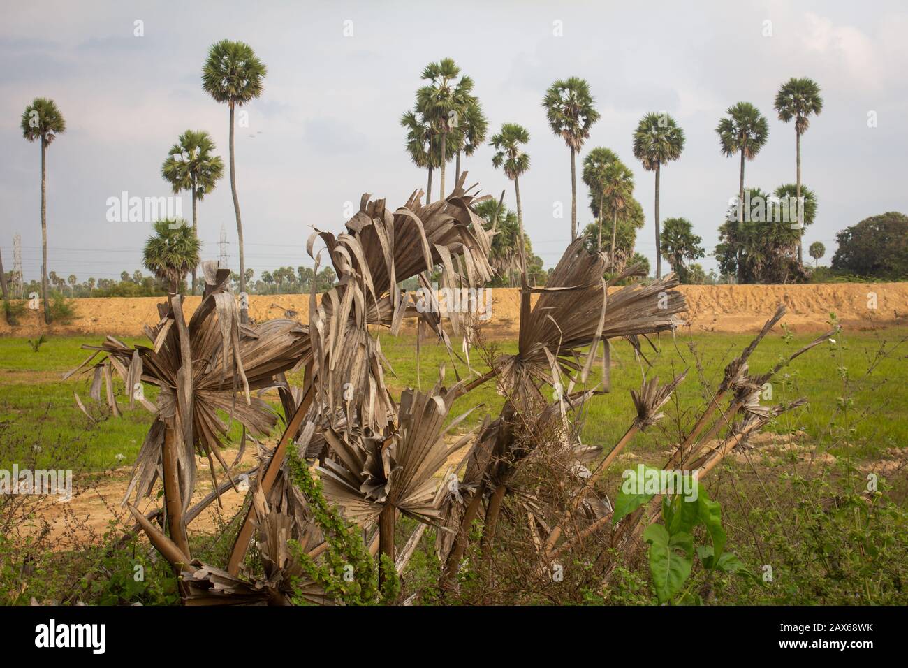 Palmyra tree hi-res stock photography and images - Alamy