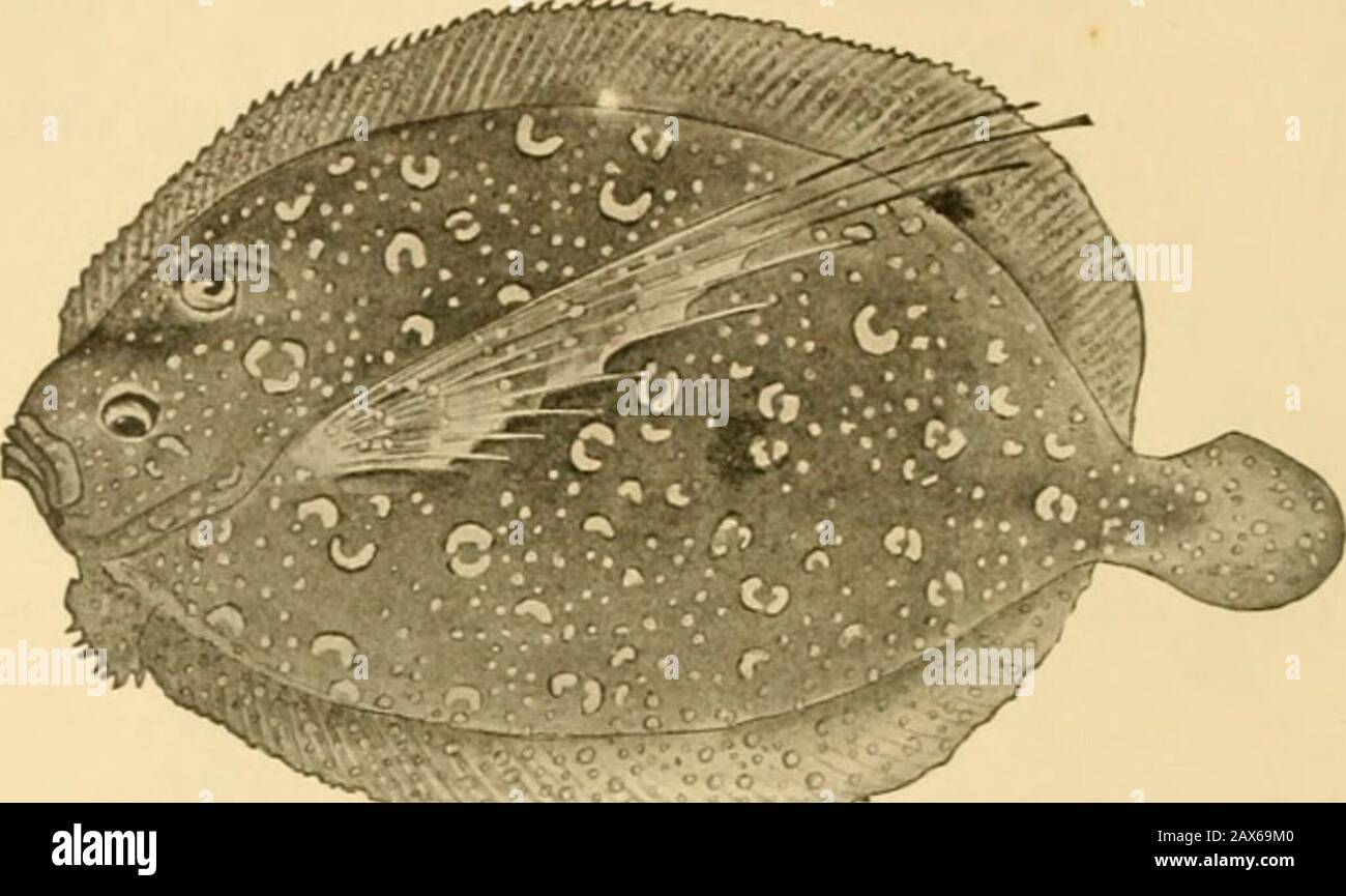 Flatfish Eye Migration