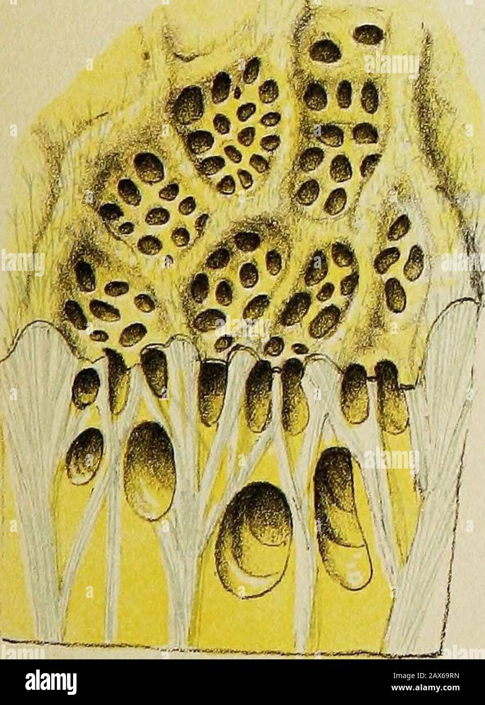 Natural history . I !i