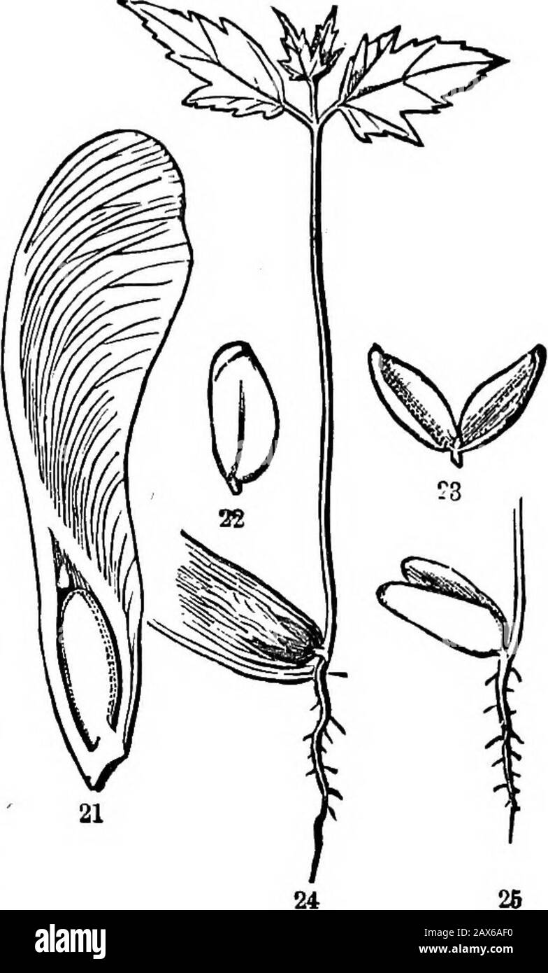 Seed plumule Cut Out Stock Images & Pictures - Alamy