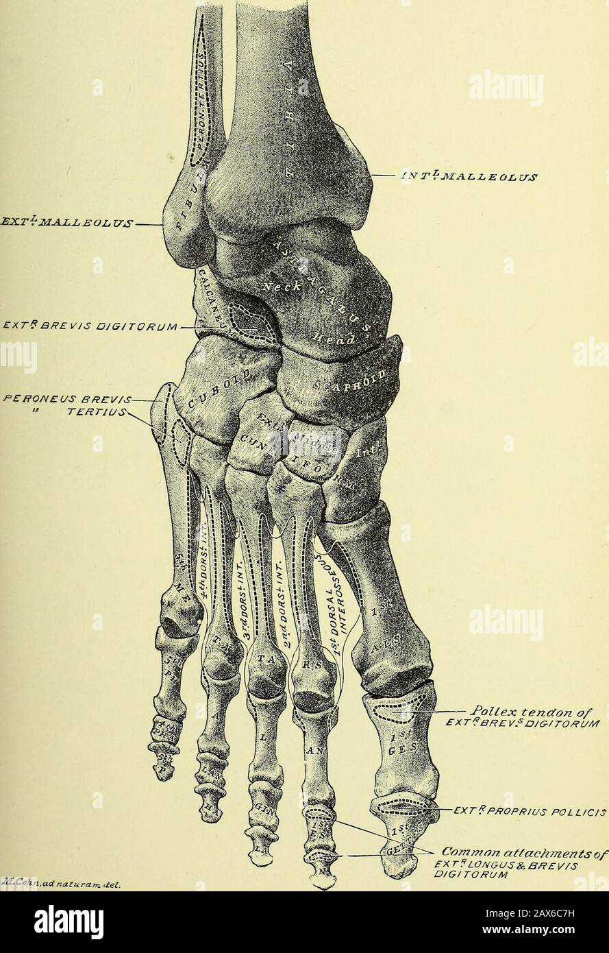 Practical human anatomy [electronic resource] : a working-guide for ...