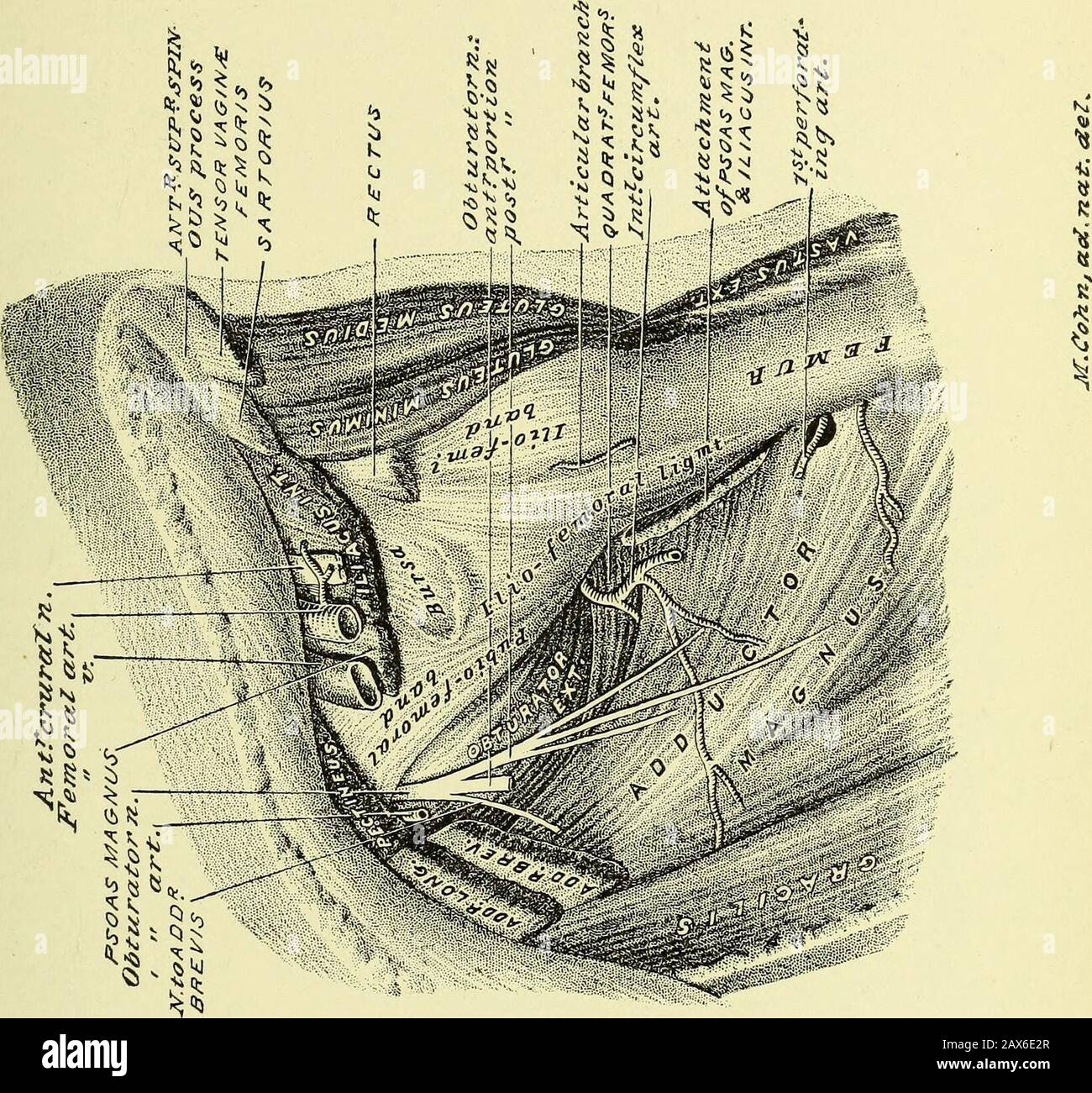Foot dissection hi-res stock photography and images - Alamy