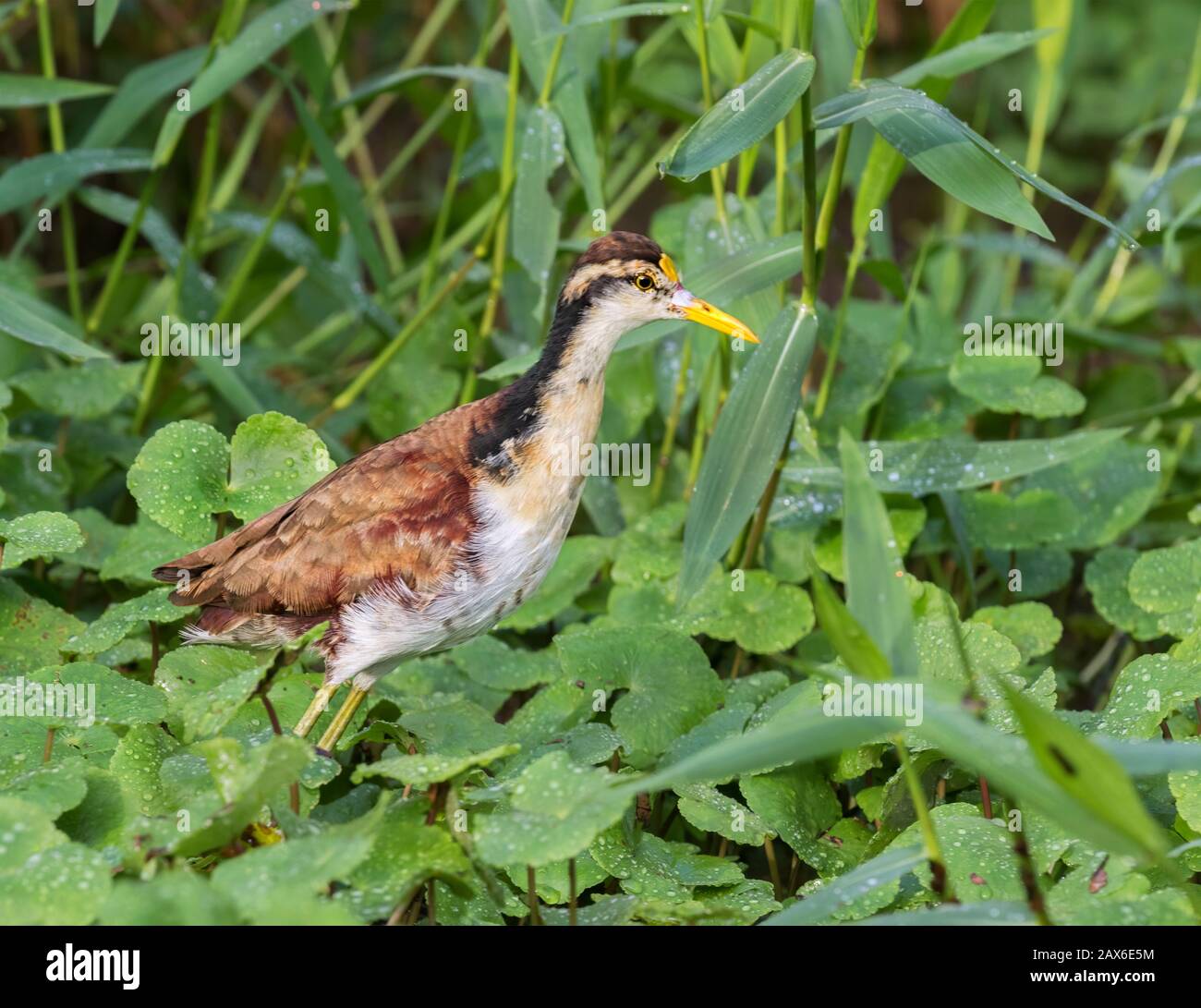 Northern Jacana (Jacana spinosa) feeding at marshy lake, Costa Rica ...