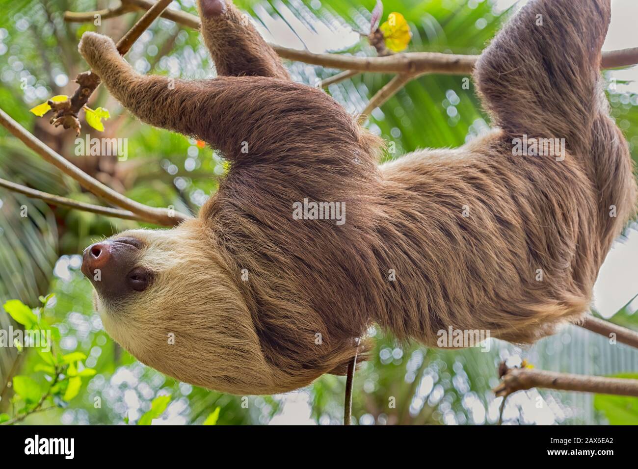 Sloth hanging on branch hi-res stock photography and images - Alamy