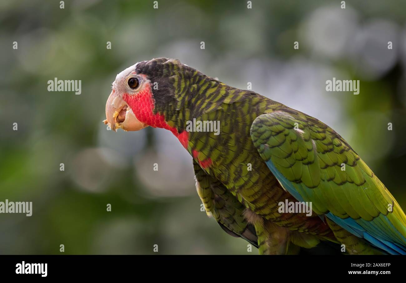 The cuban amazon parrot (Amazona leucocephala Stock Photo - Alamy