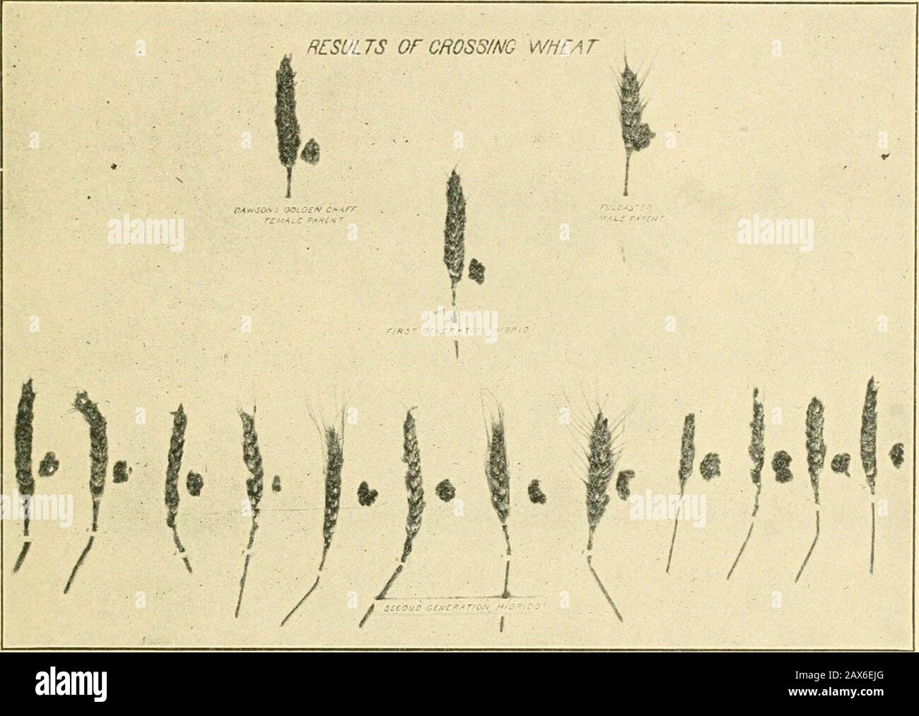 Cross breeding in crops hi-res stock photography and images - Alamy