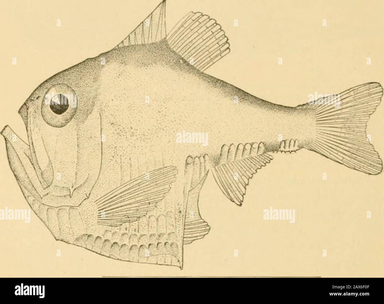 Fishes . st shown in the Myctophidcsand Stomiatidcc, but are found in ...