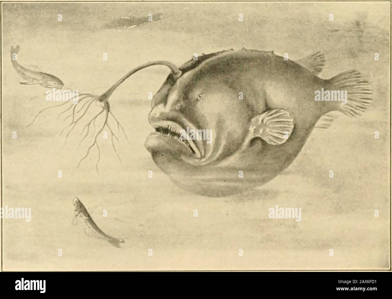 Fish With Light On Head 2,400+ Angler Fish Light Stock Photos,