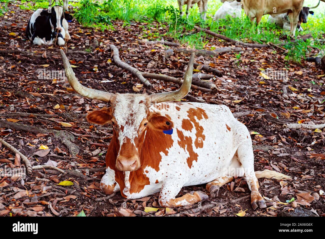 Black pied dairy cattle hi-res stock photography and images - Alamy