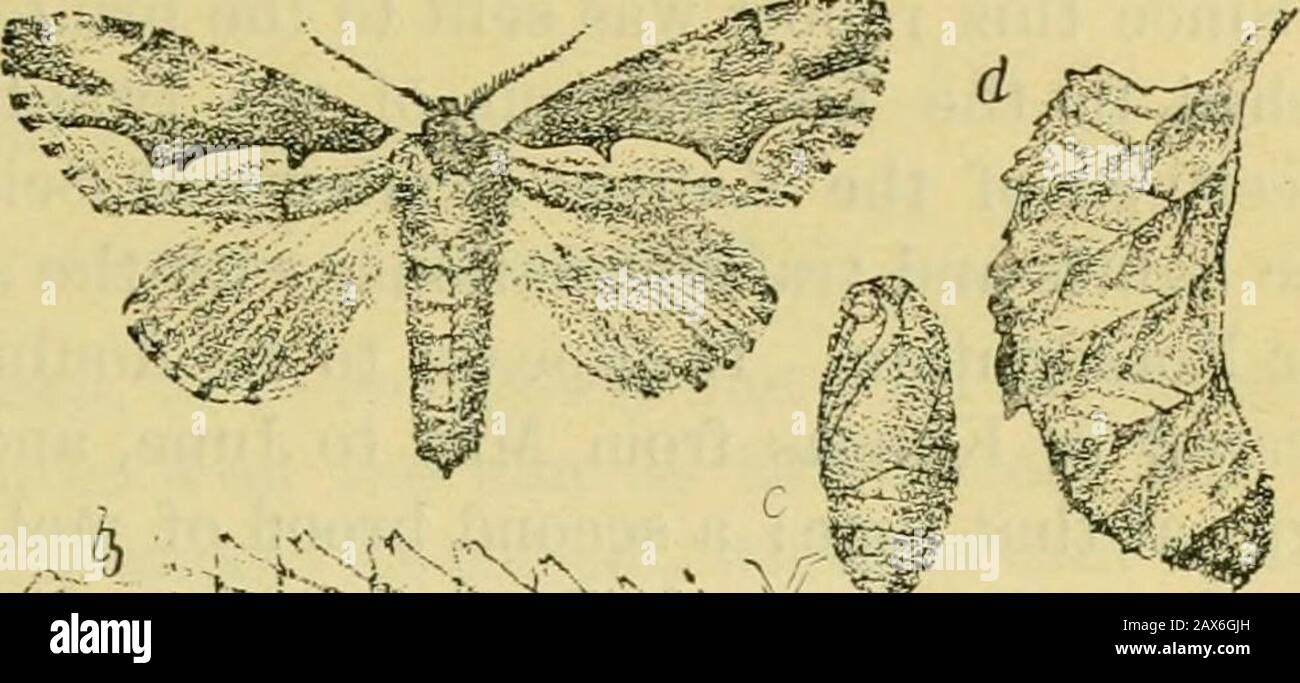 Fully grown moth hi-res stock photography and images - Alamy