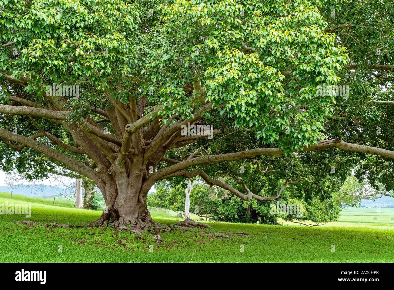 Spreading tree branches australia hi-res stock photography and images ...
