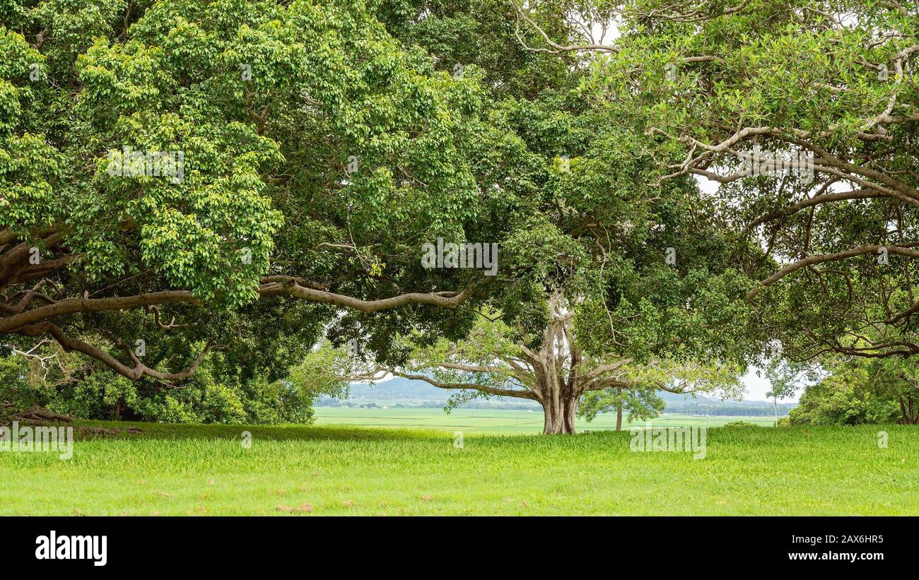 Large spreading fig trees on a hill in parkland overlooking verdant ...